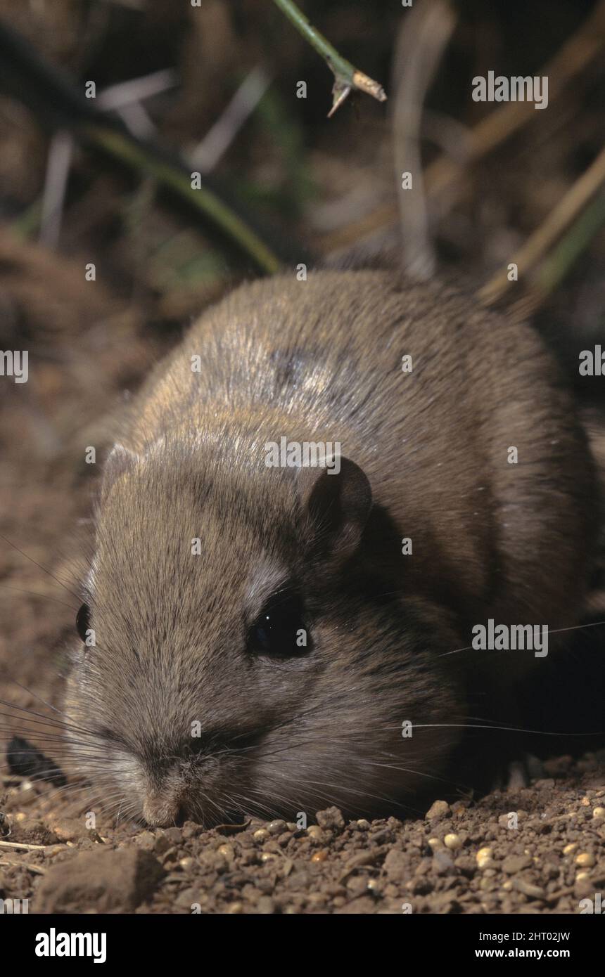 Dipodomys spectabilis hi-res stock photography and images - Alamy