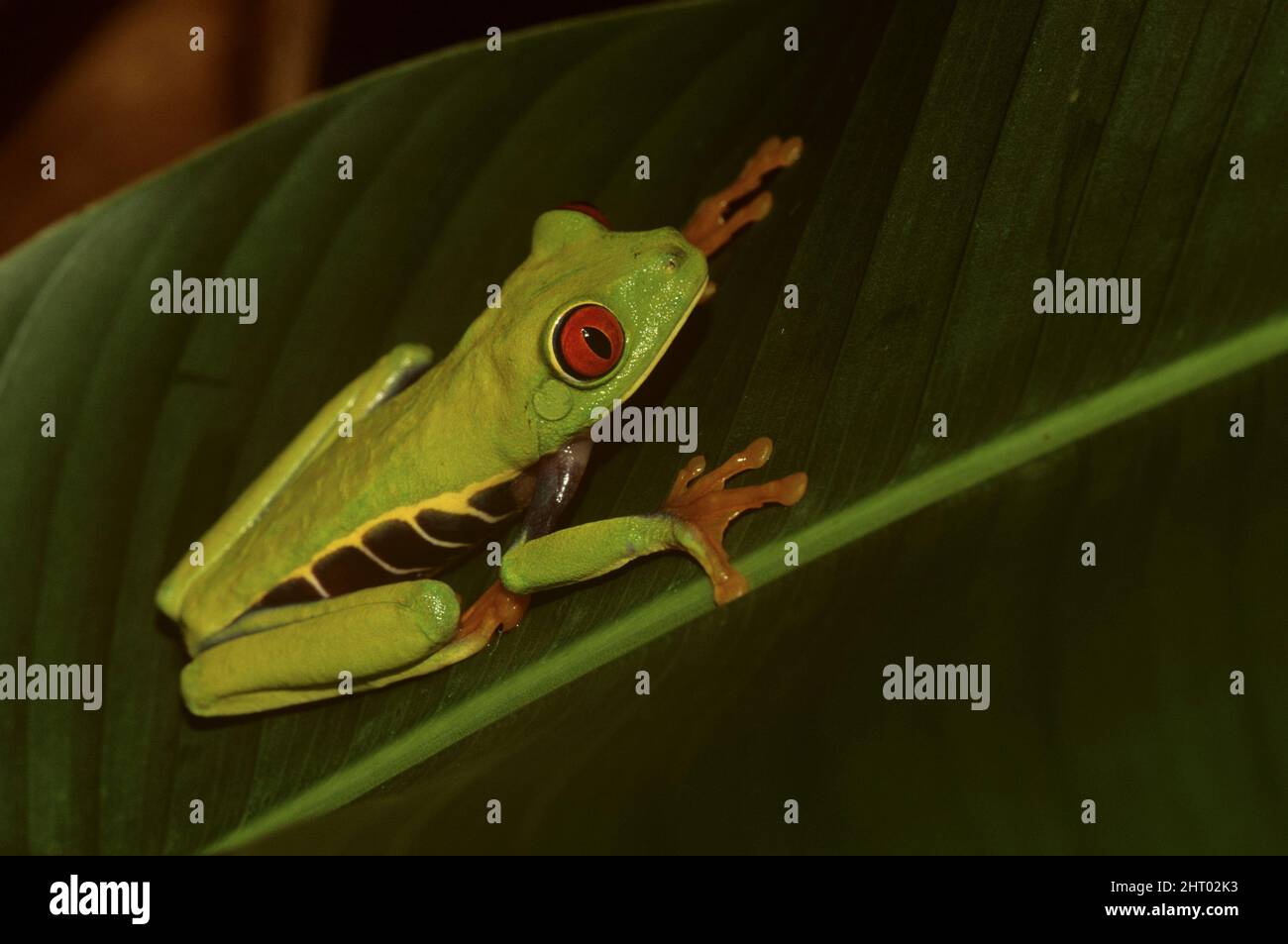 Red-eyed leaf frog (Agalychnis callidryas), Costa Rica Stock Photo - Alamy