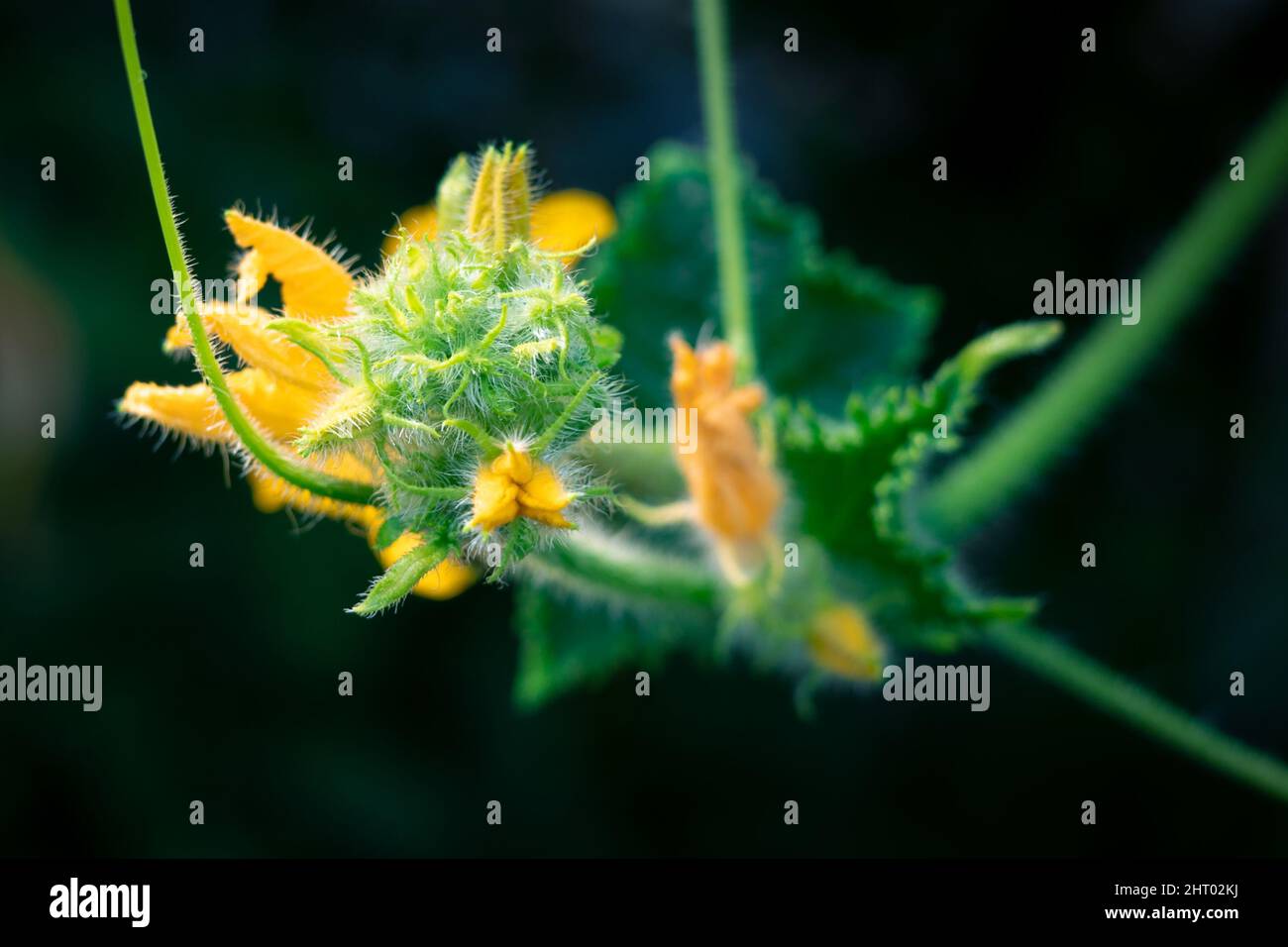 Cucumis sativus cucumber flowers hi-res stock photography and images ...