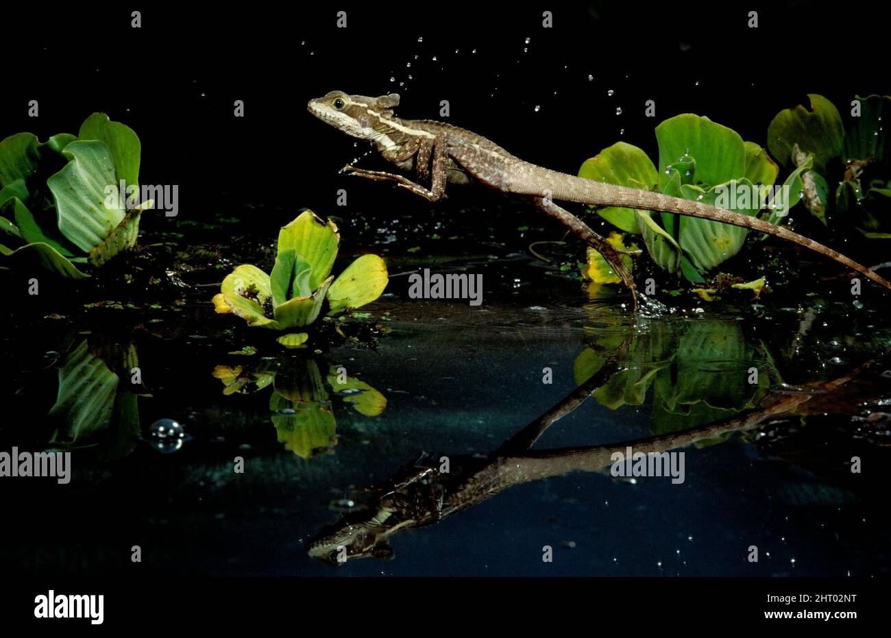 Lizard Running On Water