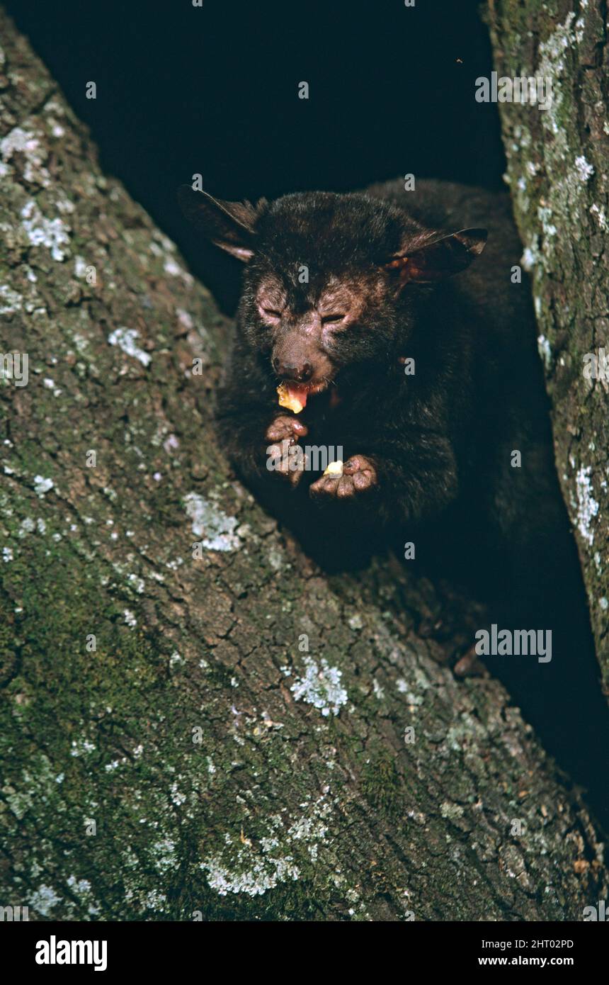 Sciurocheirus alleni hi-res stock photography and images - Alamy