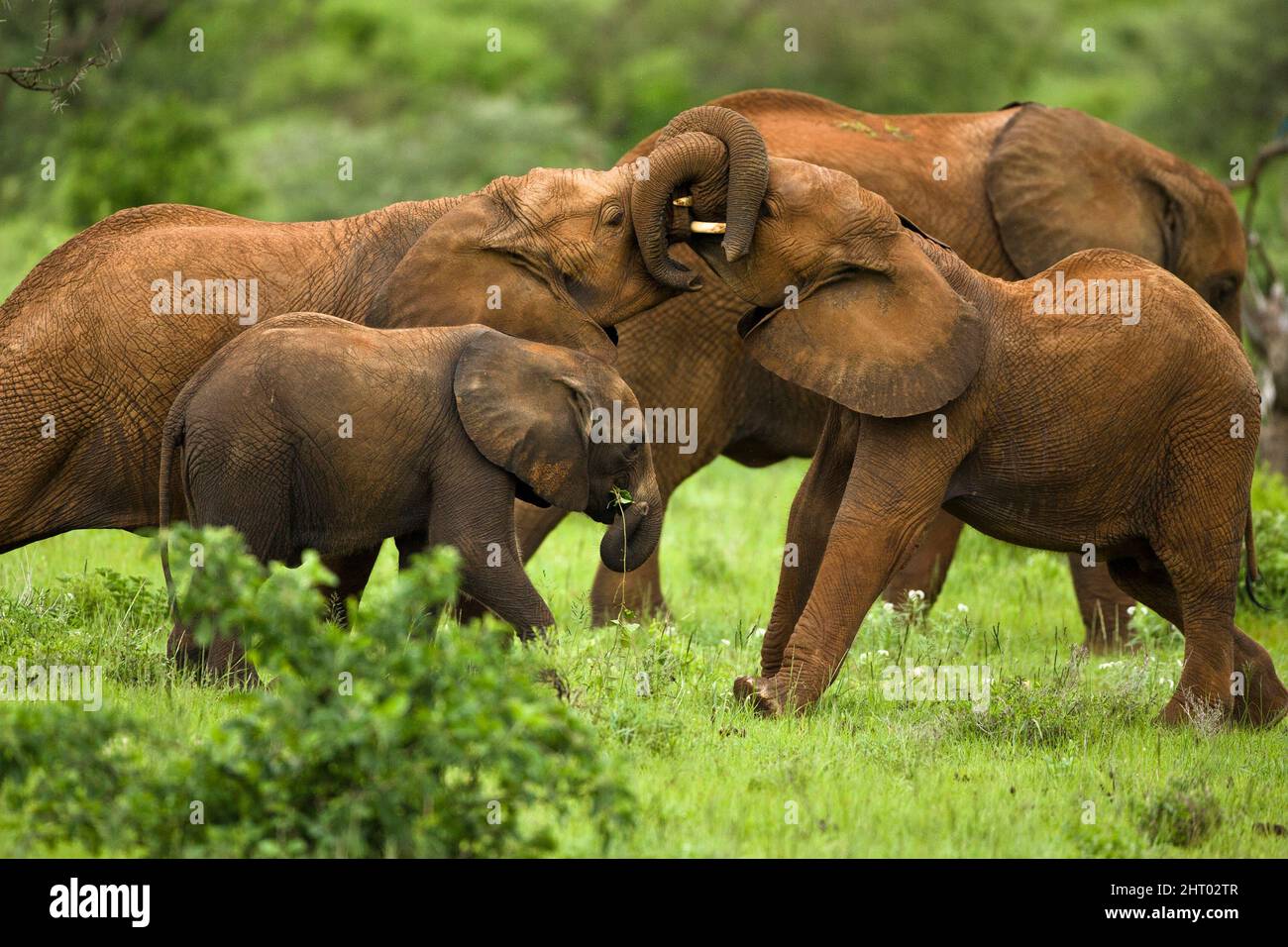 Kenya, masai mara, elephant with calf hi-res stock photography and ...