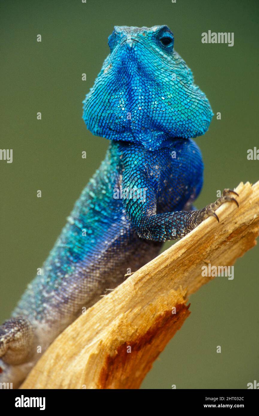 Blue-headed tree agama (Acanthocercus atricollis), portrait in threat ...