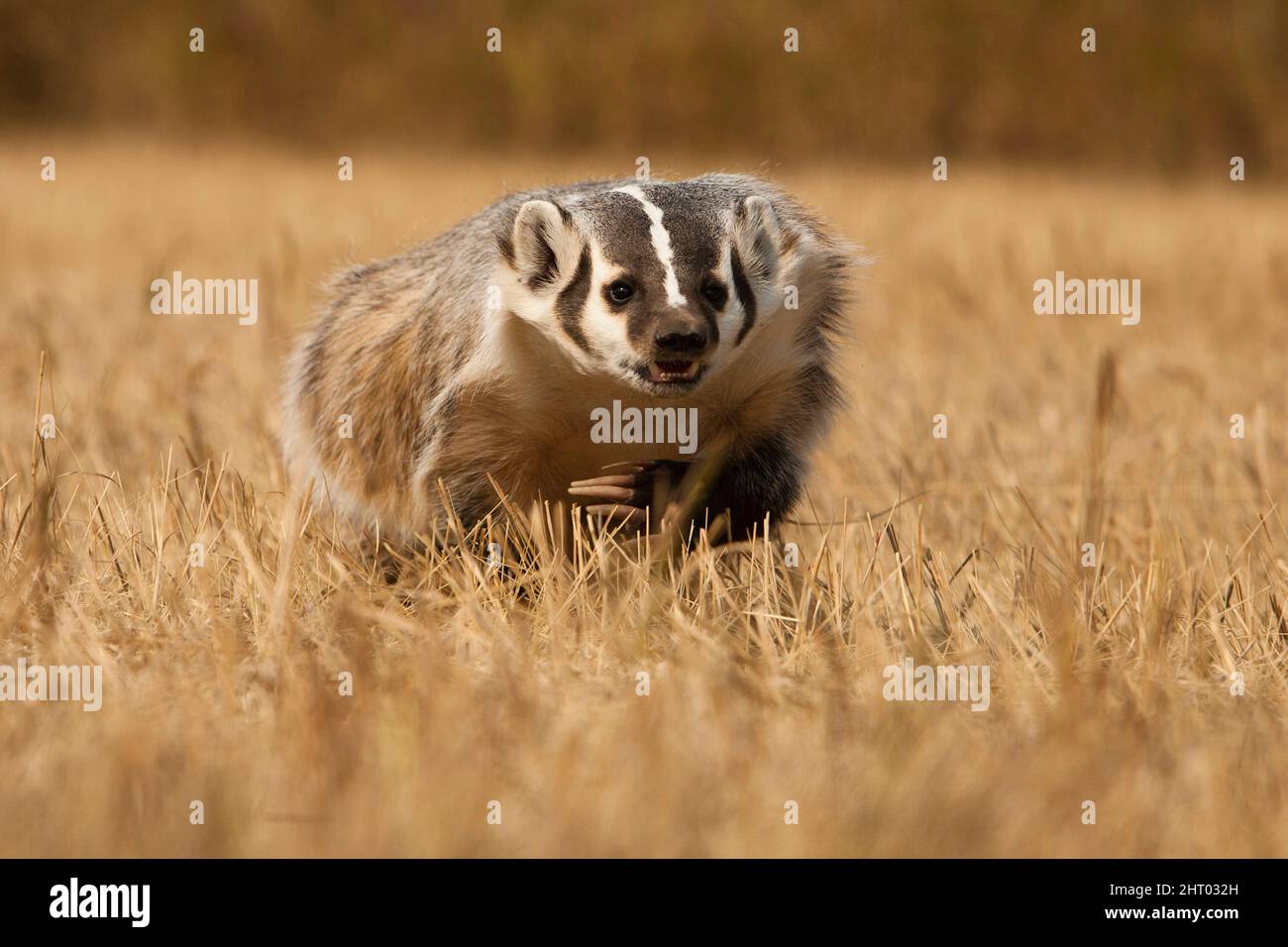 American badger (Taxidea taxus), running through dry grassy field ...