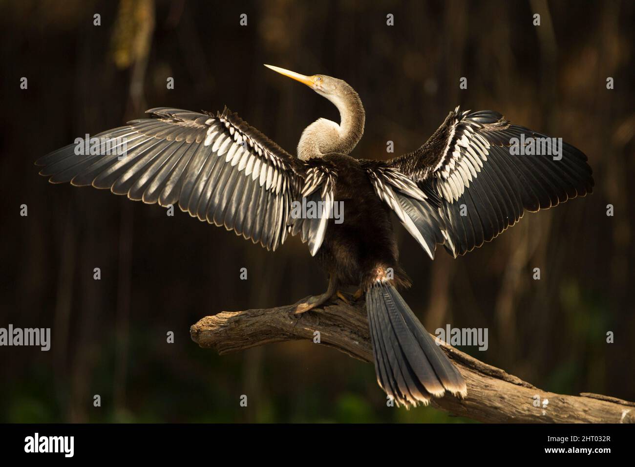 Anhinga (Anhinga anhinga), perched with wings outstretched to dry ...