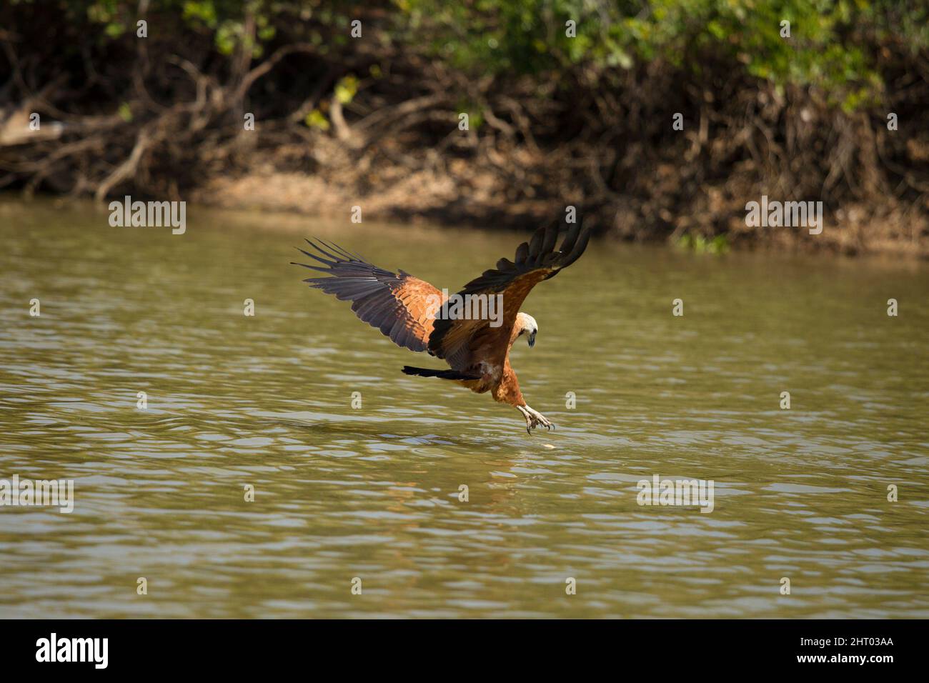Black-collared hawk (Busarellus nigricollis), adult diving and fishing ...