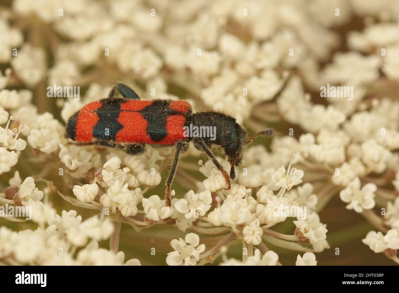 Bee beetle bee wolf bee beetle hi-res stock photography and images - Alamy