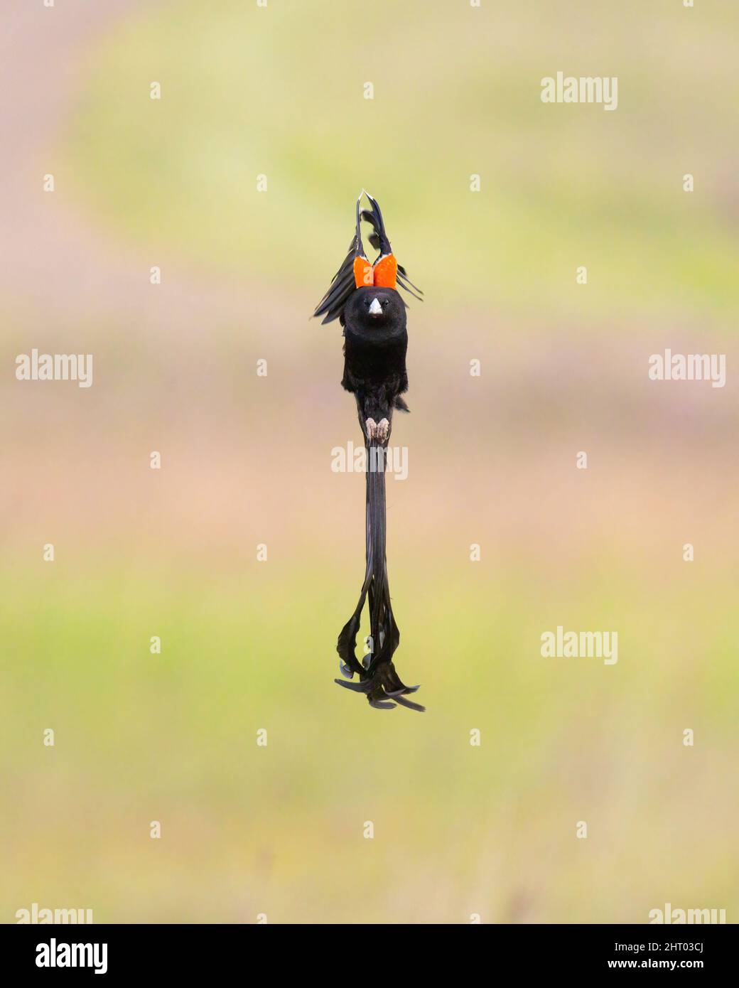 Long tailed widow bird hi-res stock photography and images - Alamy