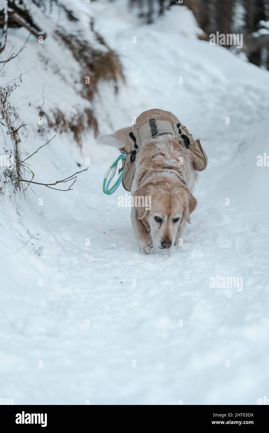 Cute Golden retriever dog in the snowy mountain in Bavaria, Germany ...
