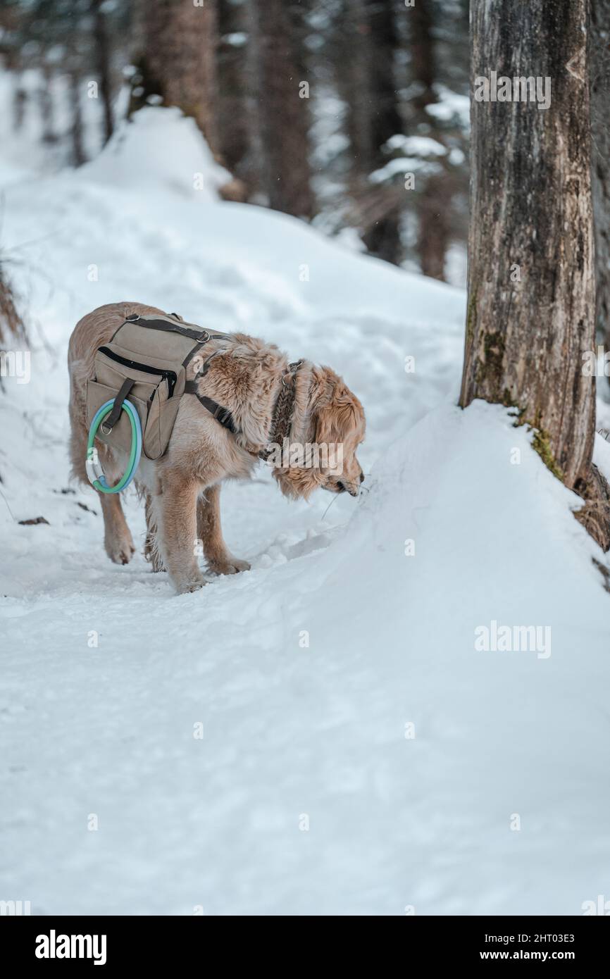 Cute Golden retriever dog in the snowy mountain in Bavaria, Germany ...