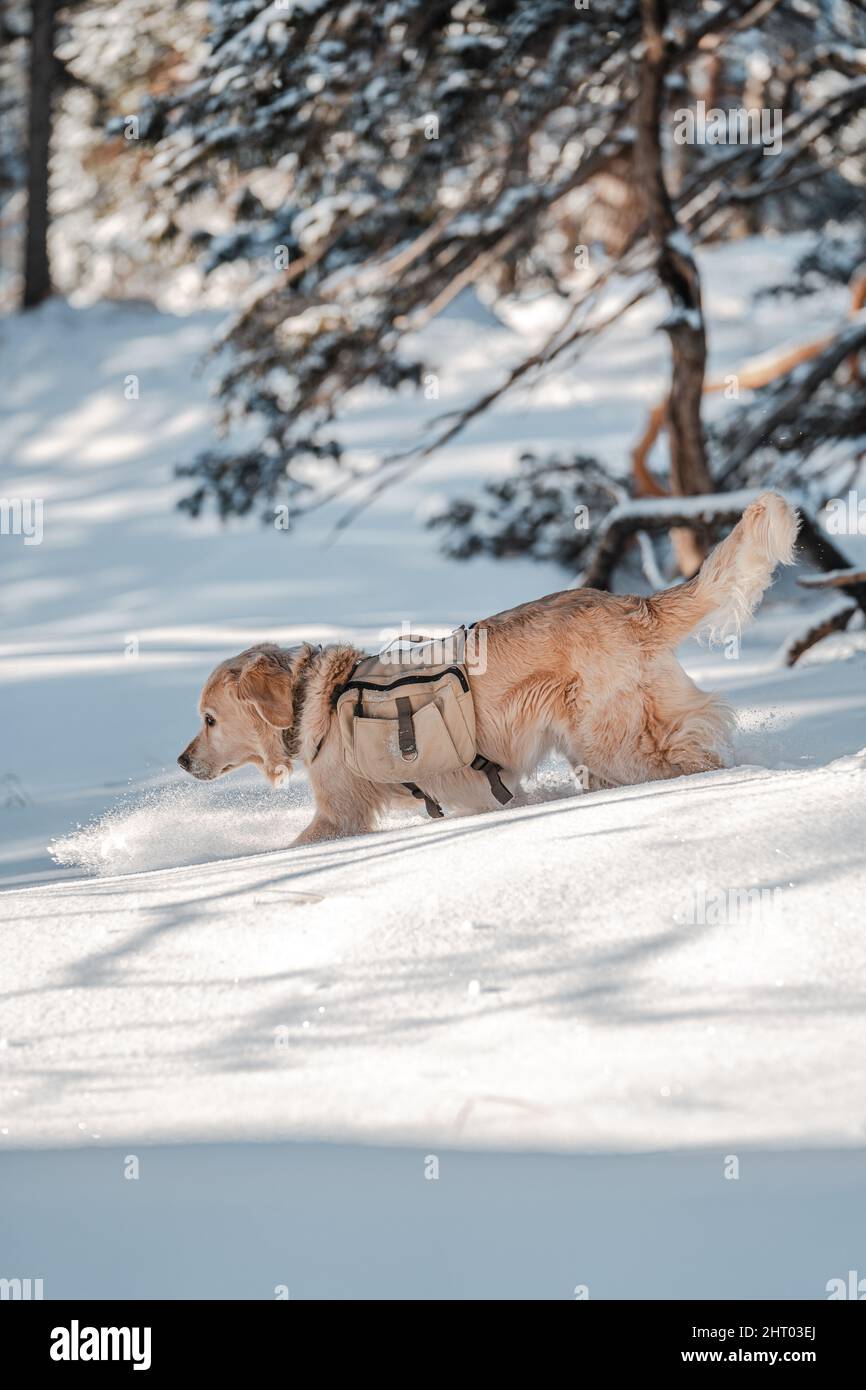 Beautiful Golden retriever dog in the snowy mountain Stock Photo - Alamy