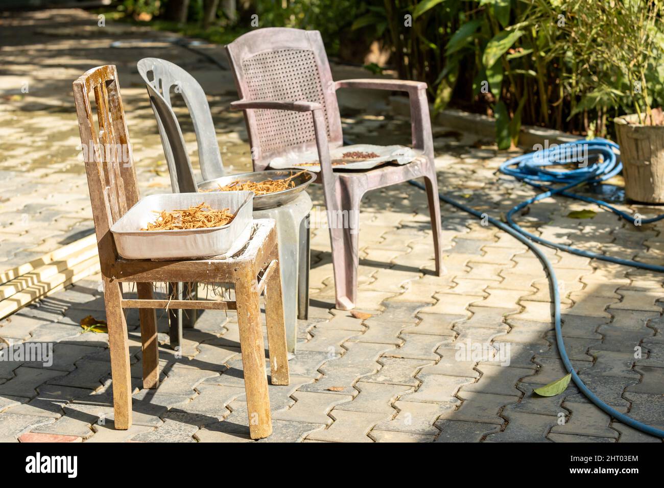 Drying process of ingredients outdoors under the sun in the village ...