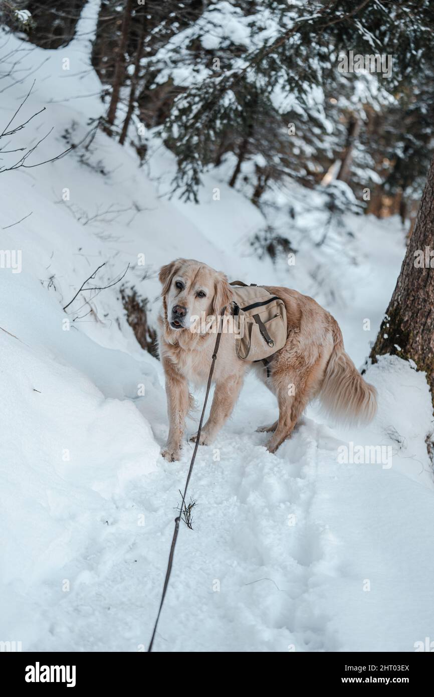 Cute Golden retriever dog in the snowy mountain in Bavaria, Germany ...