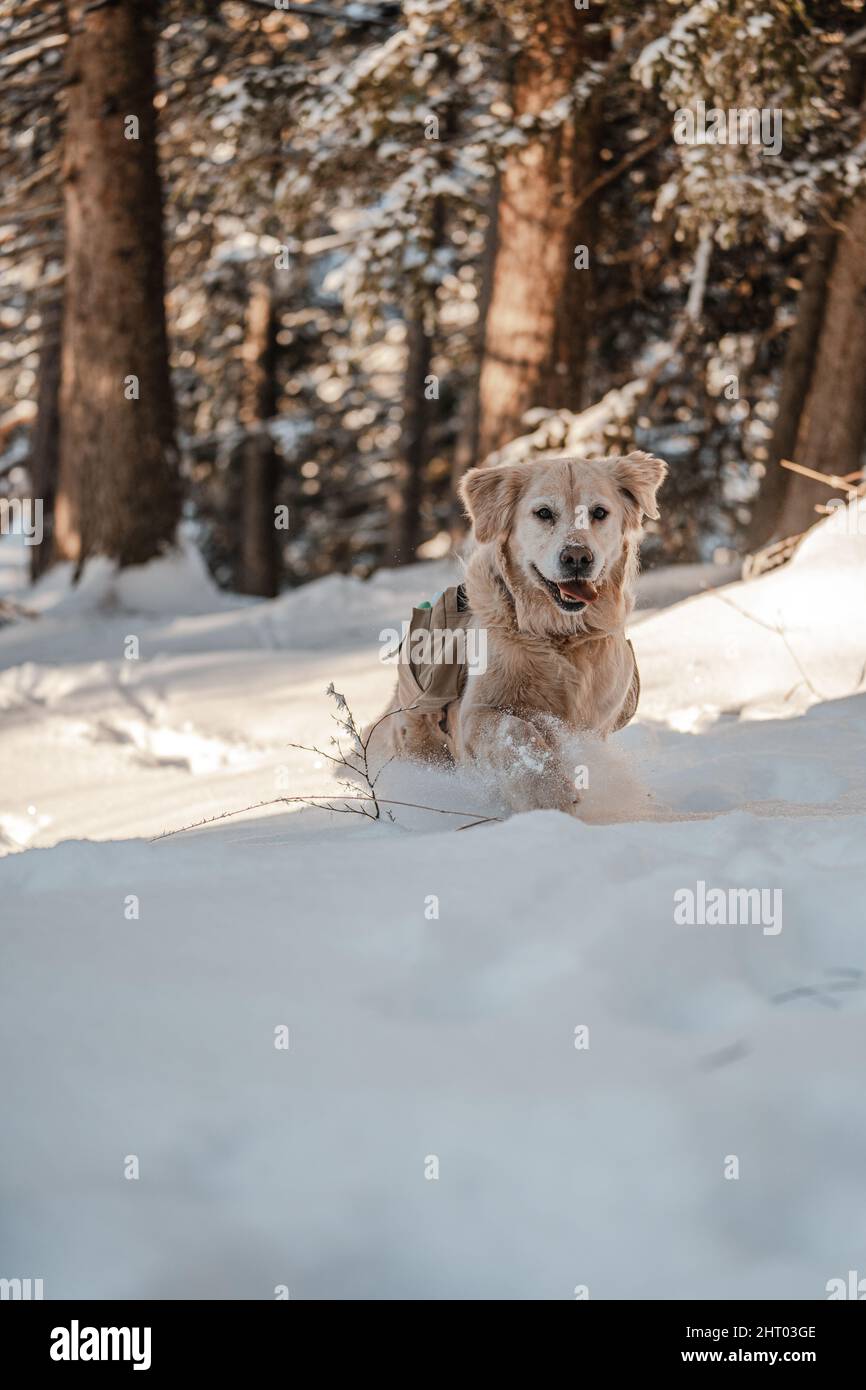 Beautiful Golden retriever dog in the snowy mountain Stock Photo - Alamy