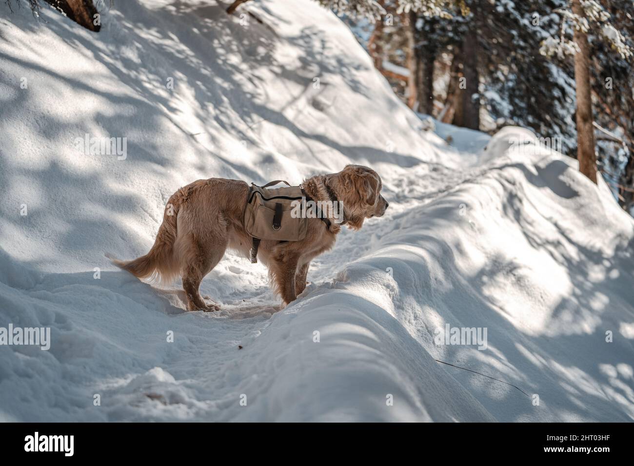 Cute Golden retriever dog in the snowy mountain in Bavaria, Germany ...