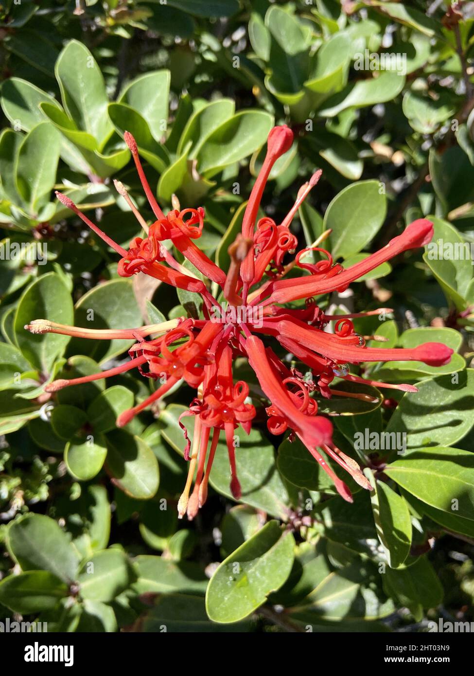 Closeup of an embothrium coccineum Stock Photo - Alamy