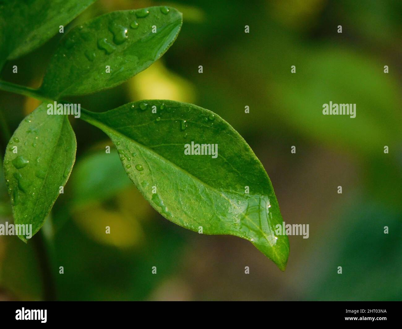 Closeup of the lemon tree leaves with waterdrops Stock Photo - Alamy