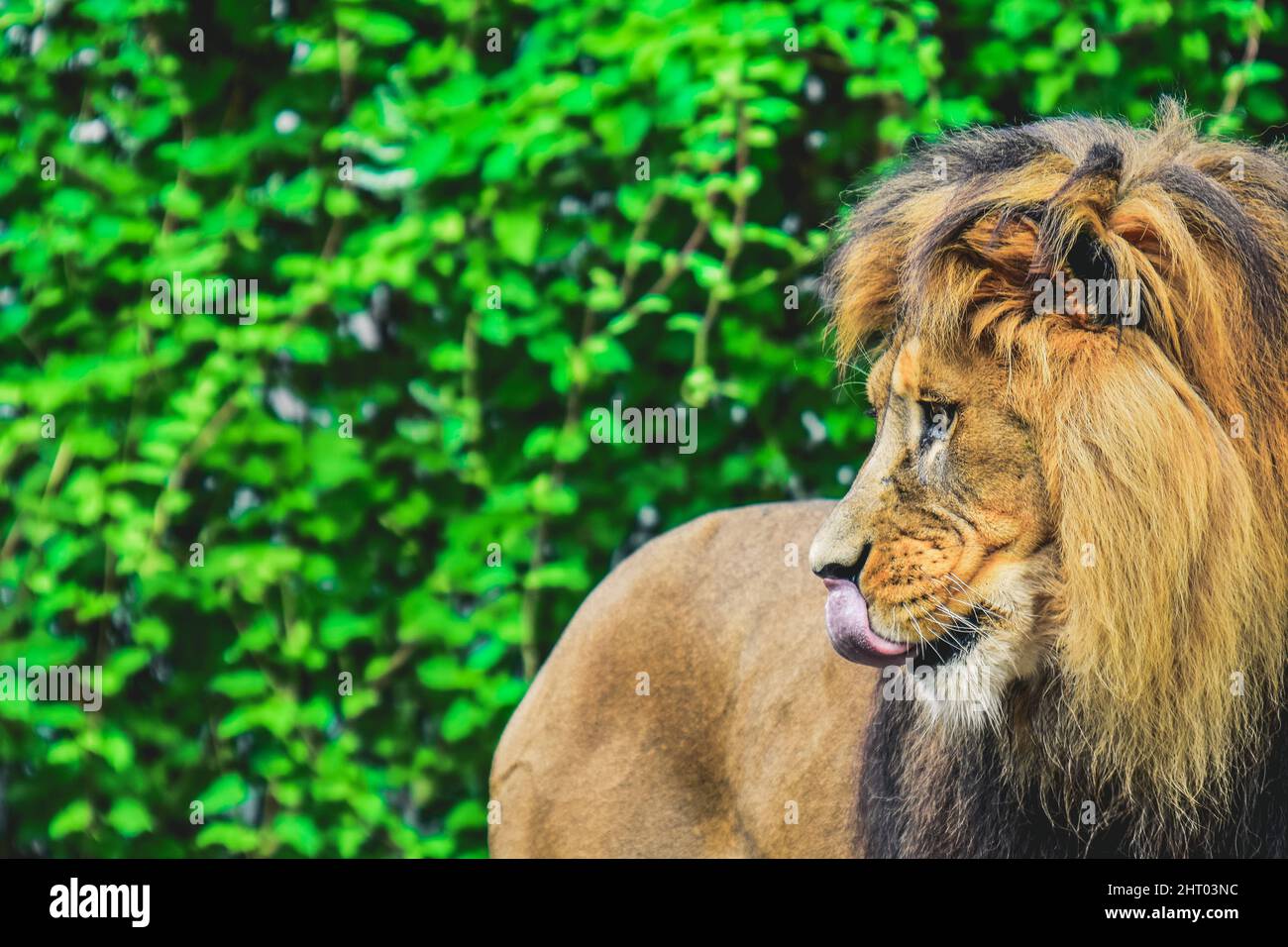 Vicious furry lion licking its face in the zoo Stock Photo - Alamy