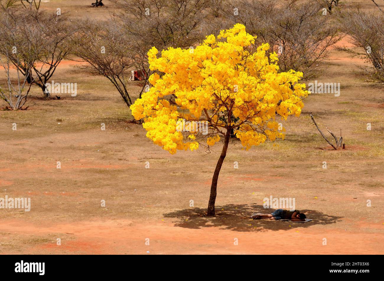 Ipe tree with a homeless man sleeping under it in the city of Brasilia ...