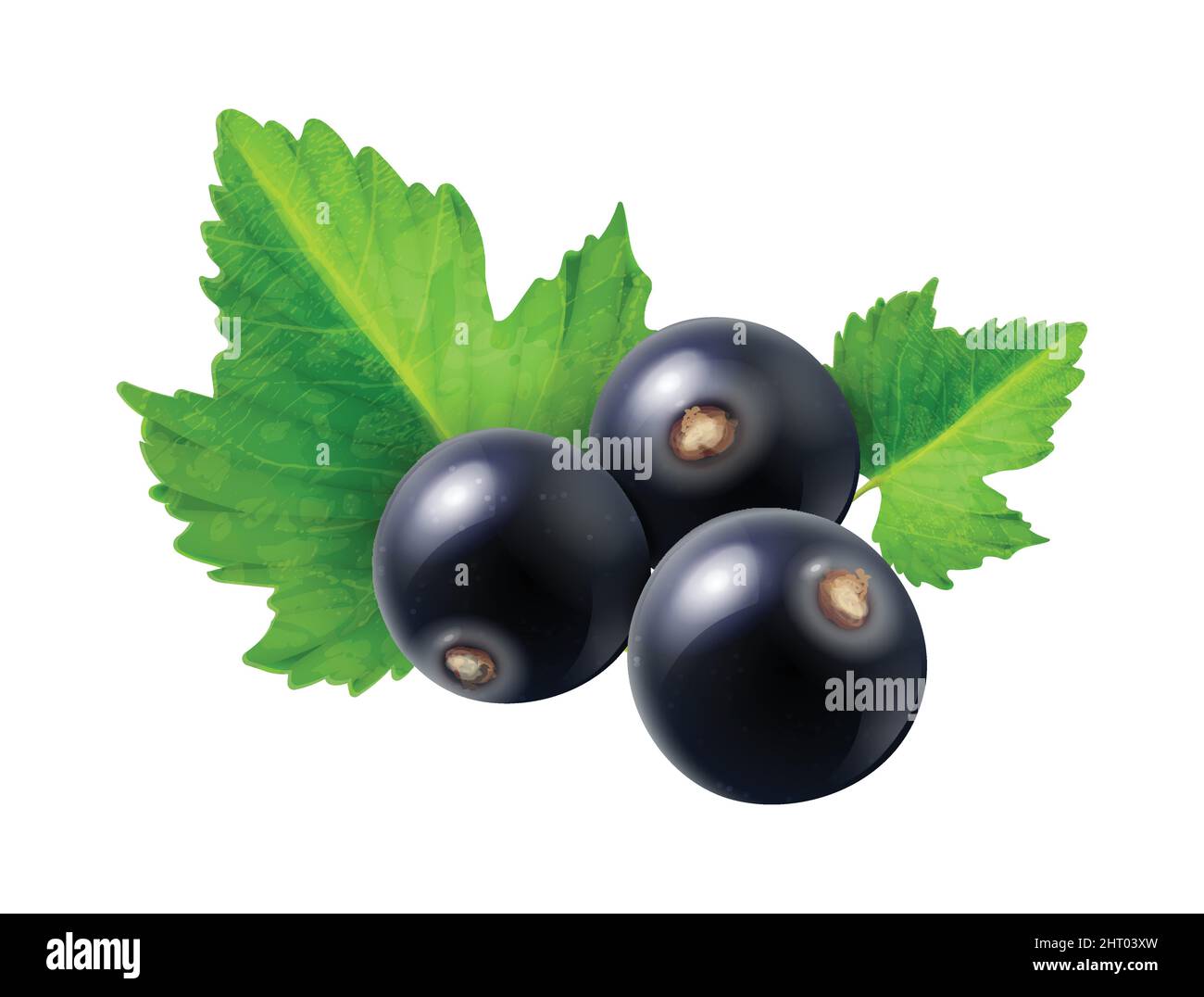 Realistic berries composition with isolated image of blackcurrant with ...