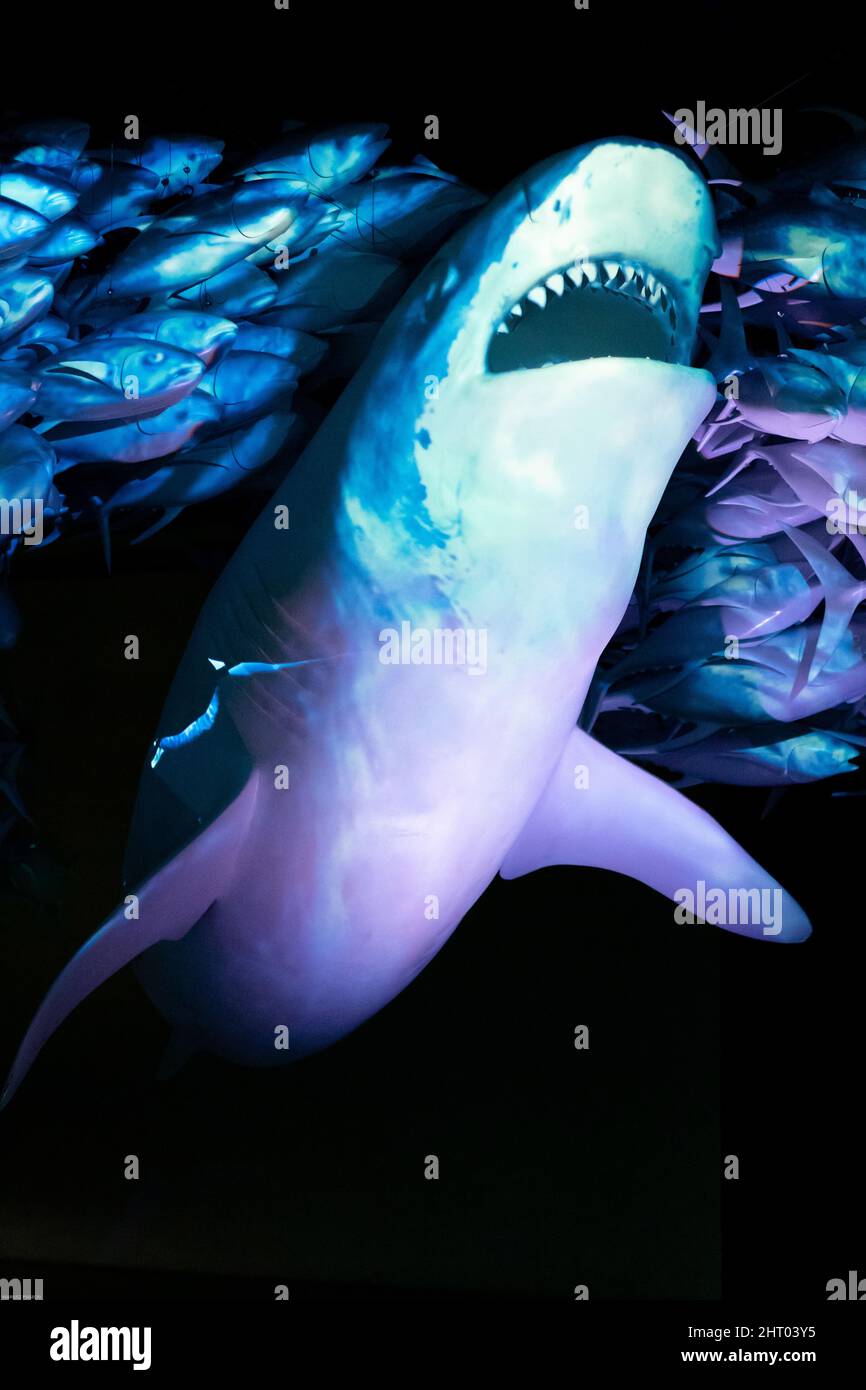 Majestic shark in the ocean with tiny fish Stock Photo - Alamy