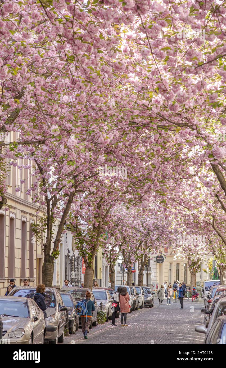 Beautiful scenery of cherry blossoms in the old town of Bonn in Germany ...