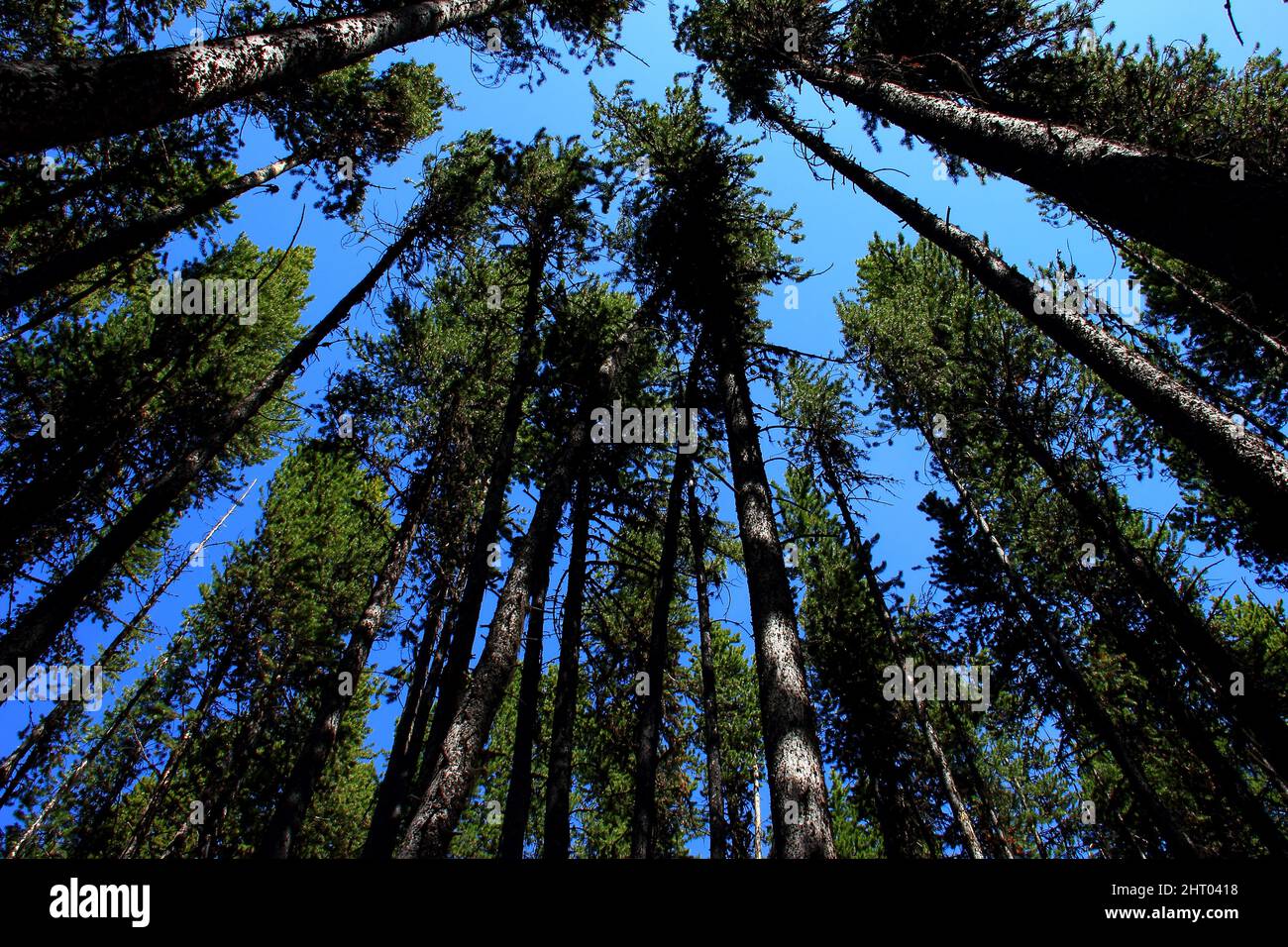 Lodge Pole Pine trees in Yellowstone National Park, Montana, USA Stock ...