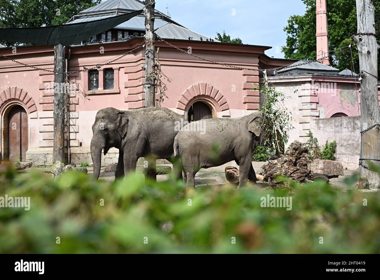 Two elephants on a sunny day in the zoo Stock Photo - Alamy