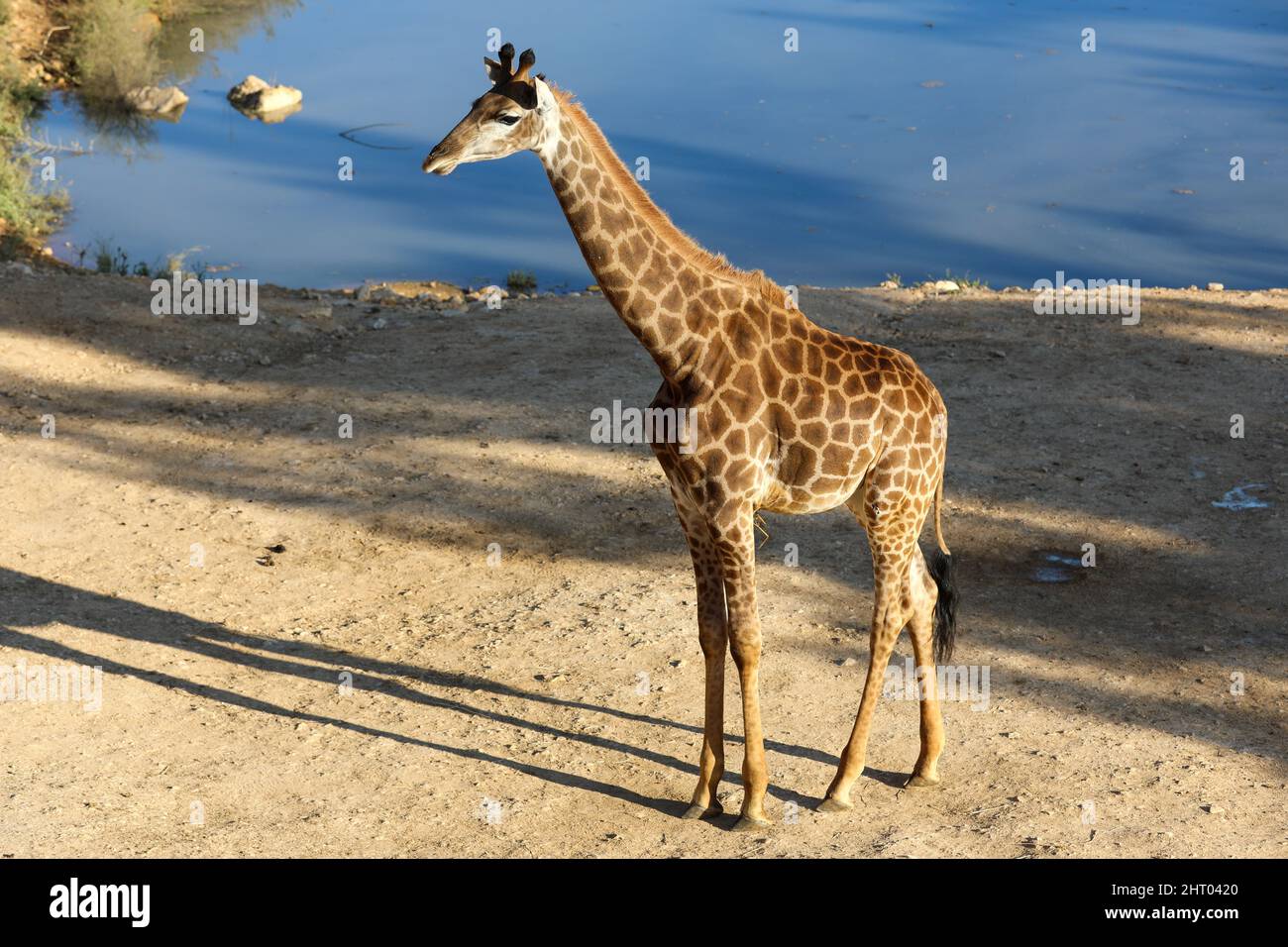 Giraffe's standing on the ground. High quality Stock Photo - Alamy