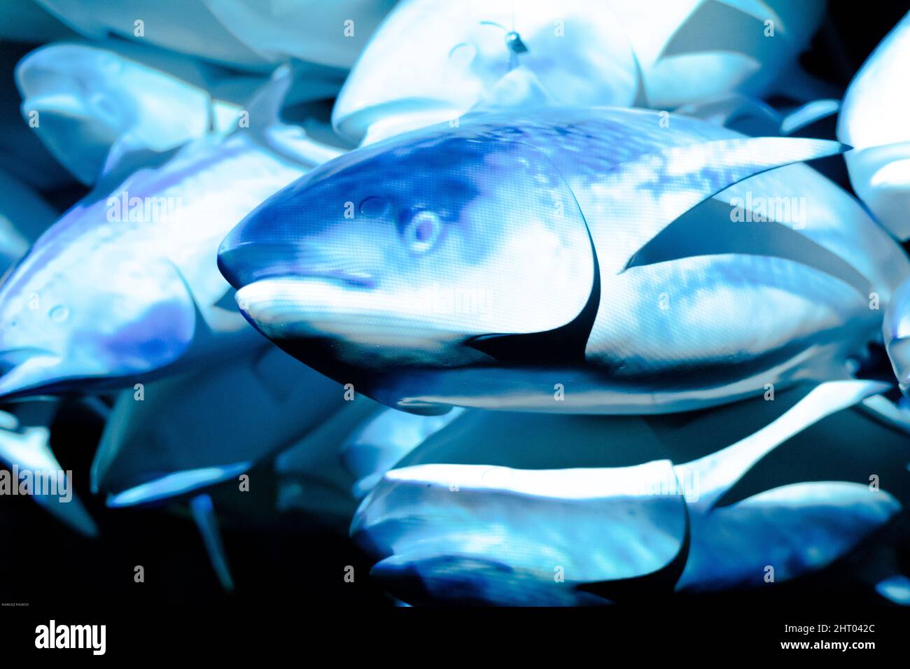 Group of tuna fish swimming in the sea Stock Photo - Alamy