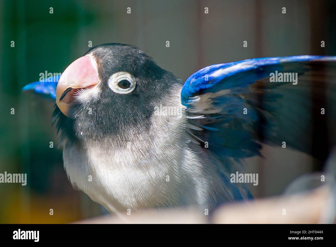 Exotic bird, lovebird blue color, domestic pet Stock Photo - Alamy