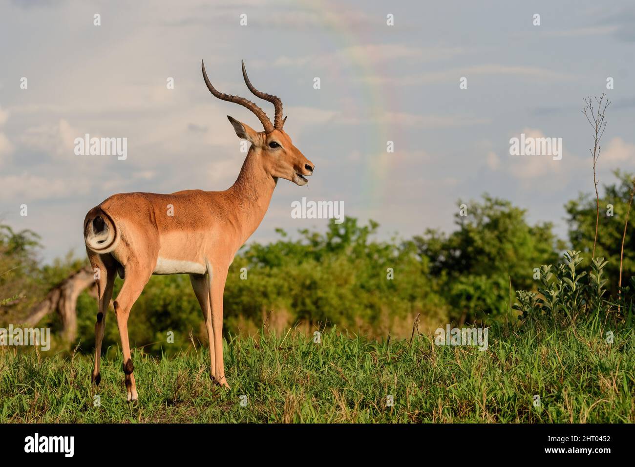 beautiful impala ram photographed against a rainbow background in ...