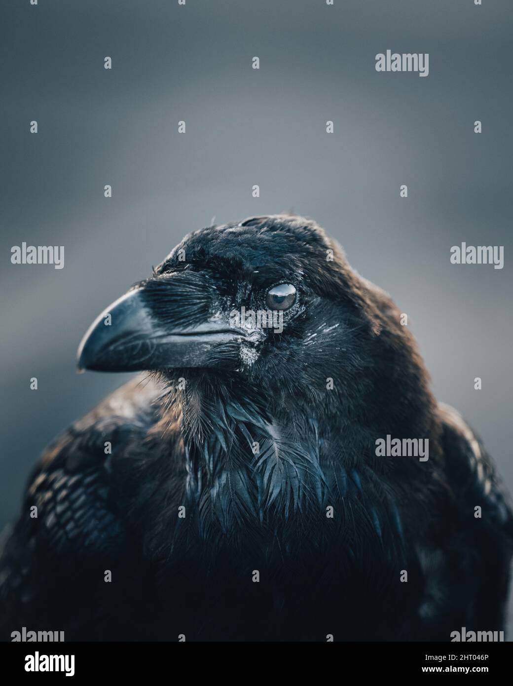 Closeup shot common raven hi-res stock photography and images - Alamy