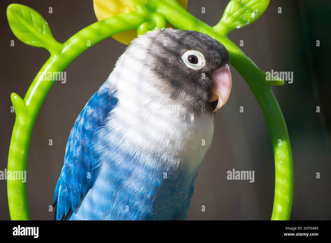 Cobalt Blue Masked Lovebird