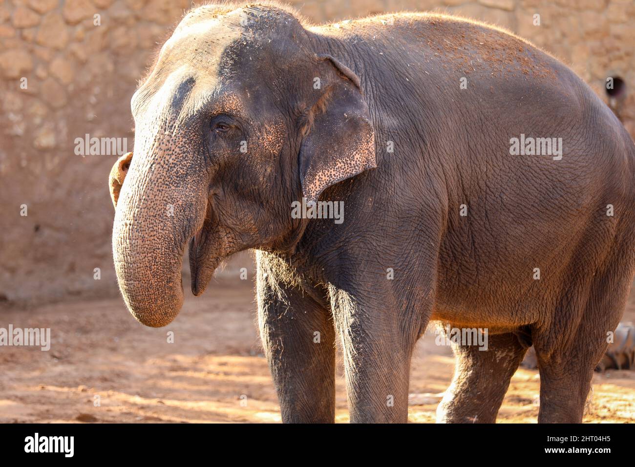 Elephant, African Wildlife Background from Africa The Real Giant from ...