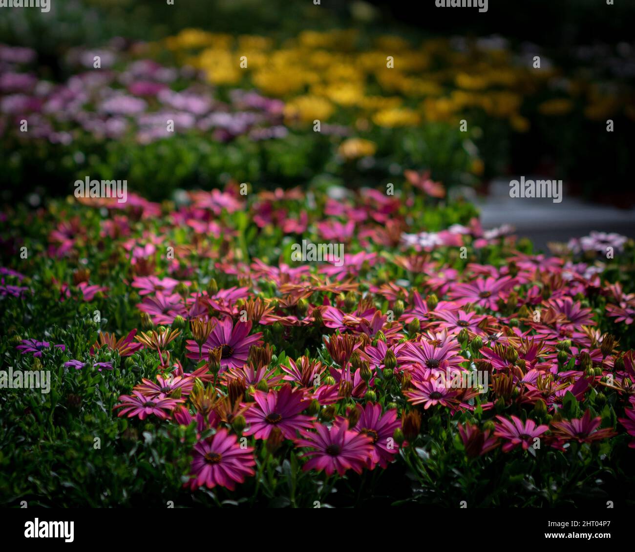 Purple African daisy flowers in the garden under the sunlight Stock ...