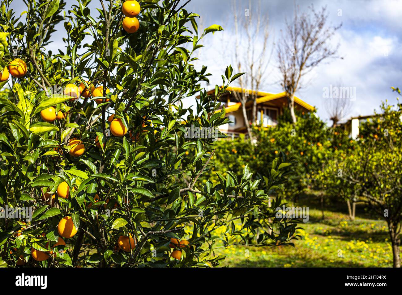 Landscape view of the orange trees Stock Photo - Alamy