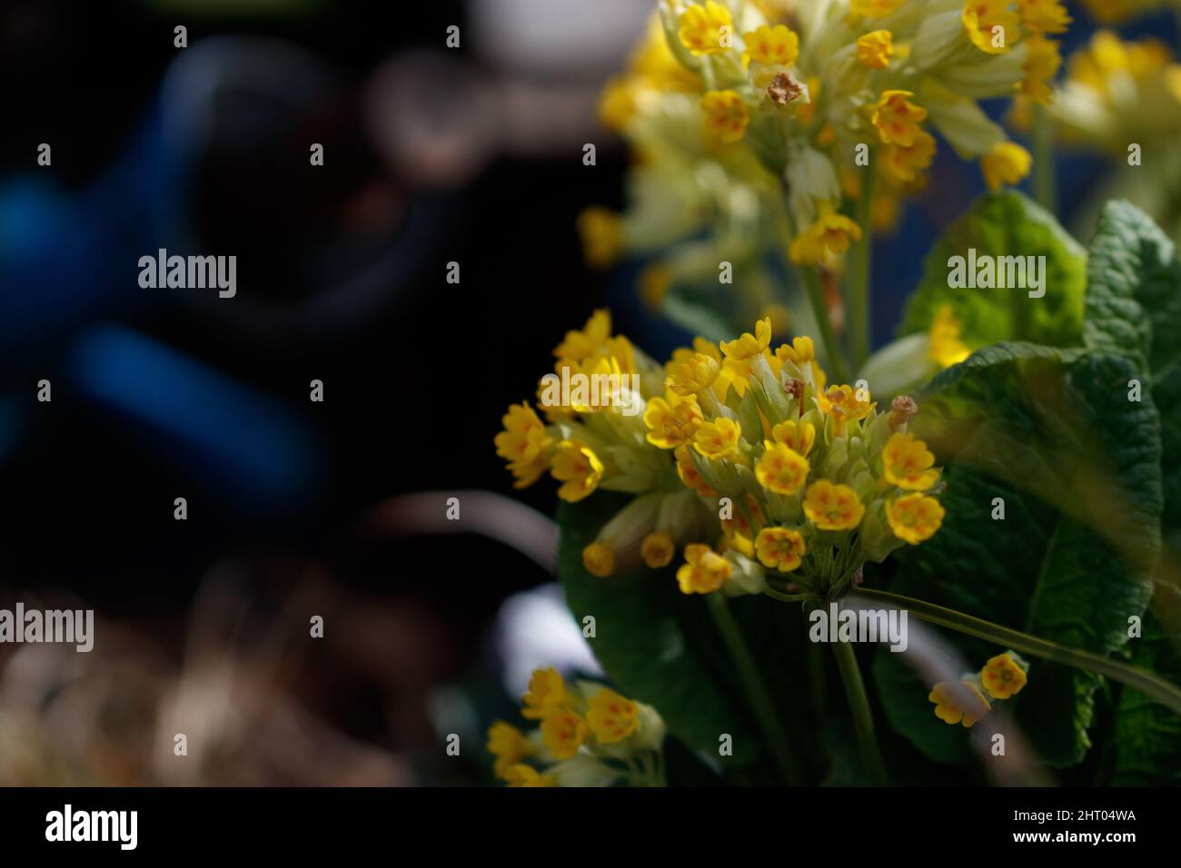 Purple cowslip hi-res stock photography and images - Alamy