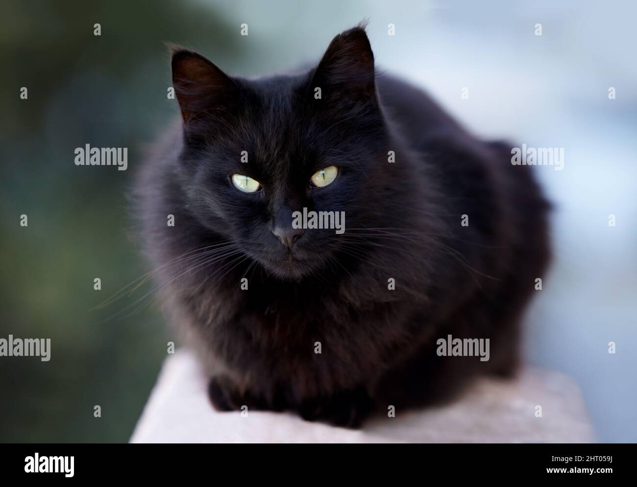 Cat on the prowl. A black cat looking at you Stock Photo - Alamy