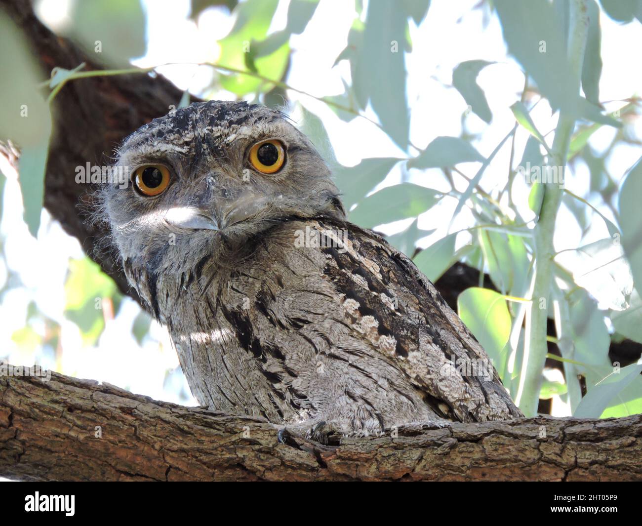 Oh those eyes Stock Photo - Alamy
