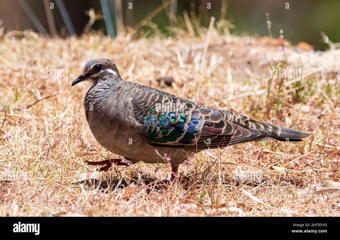 Close-up of a Common Bronzewing (Phaps chalcoptera) on the ground ...