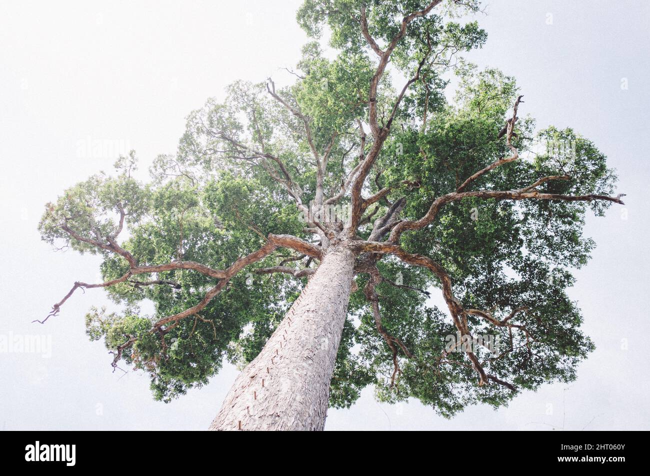 Low angle of a tall tree with a sky background Stock Photo - Alamy