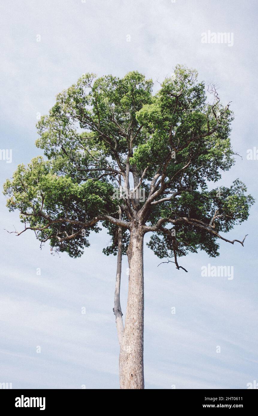 Closeup of a tall tree with a sky background Stock Photo - Alamy