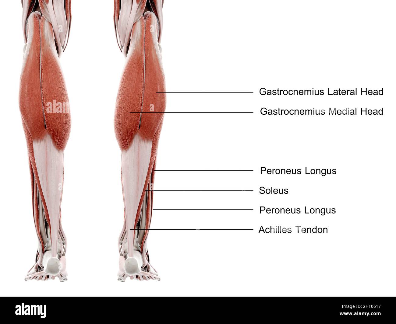 Leg muscle anatomy labeled hi-res stock photography and images - Alamy