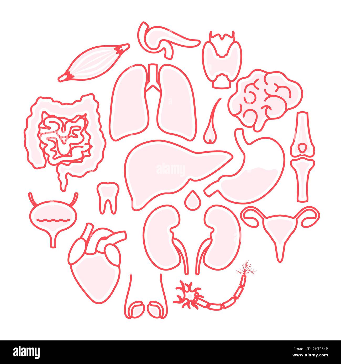 Human brain organs collection Cut Out Stock Images & Pictures - Alamy