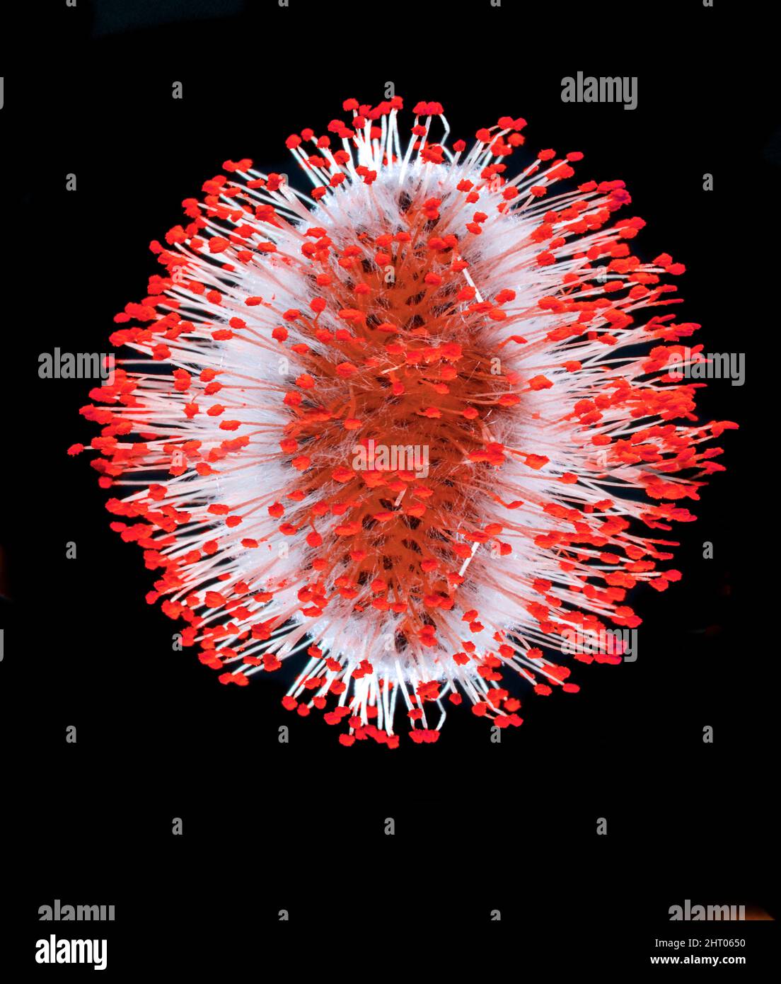 Artwork virus red background hi-res stock photography and images - Alamy