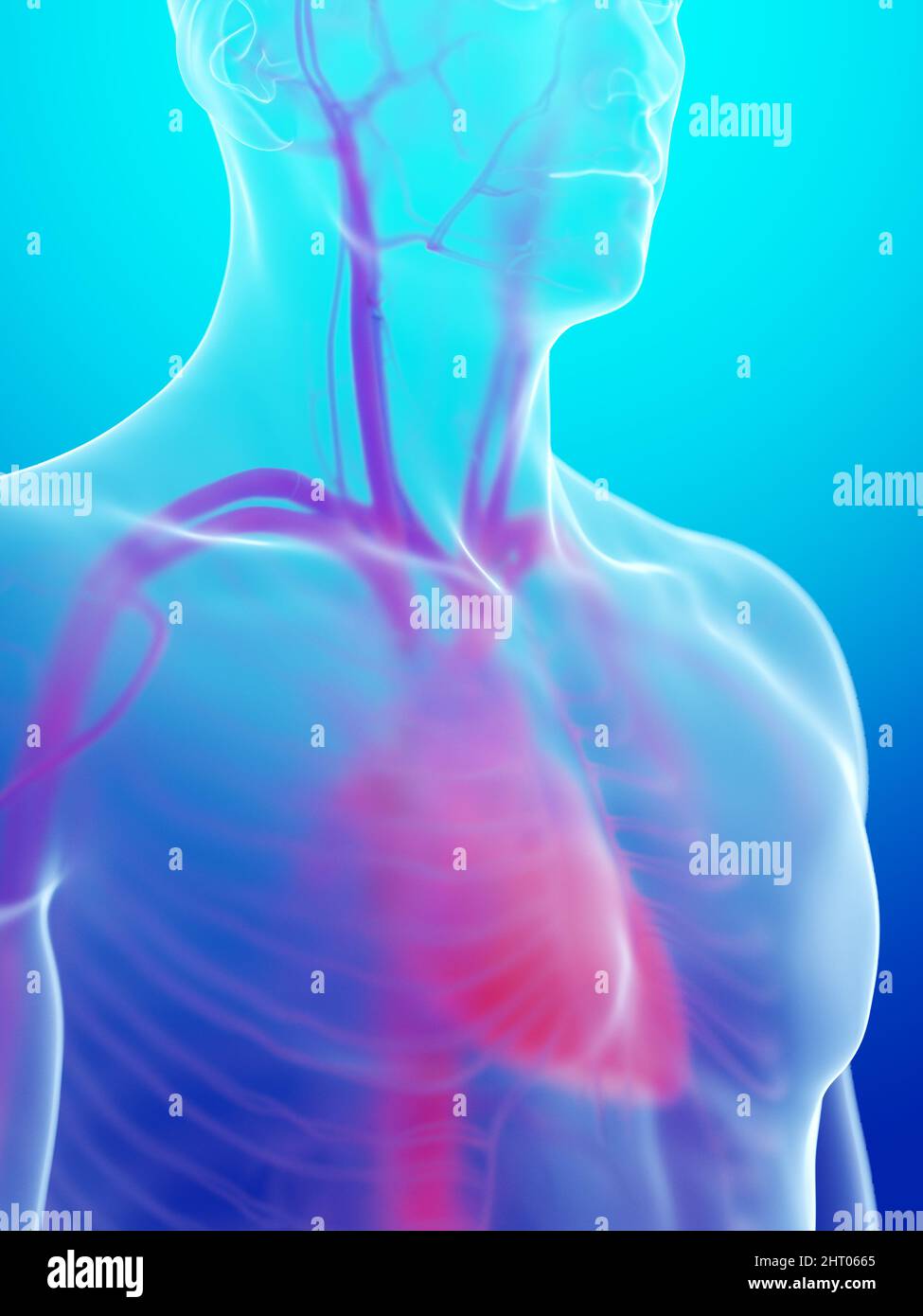 Human vascular system, illustration Stock Photo - Alamy