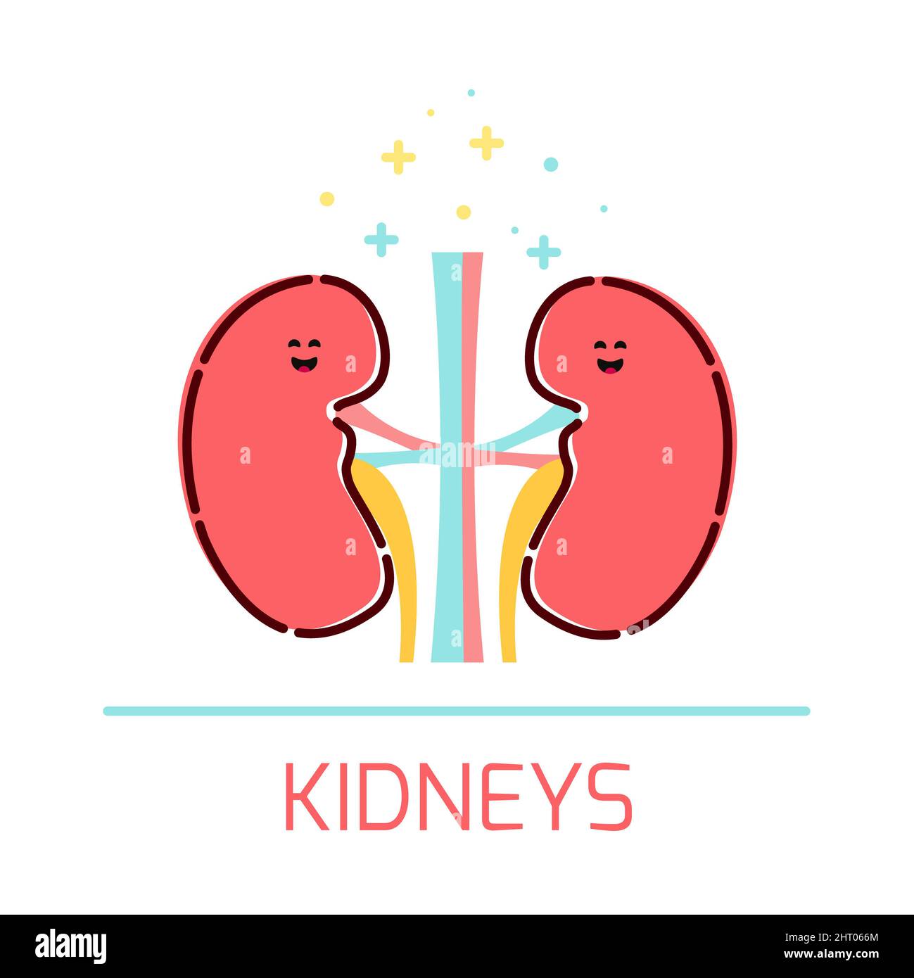 Healthy kidneys, conceptual illustration Stock Photo - Alamy