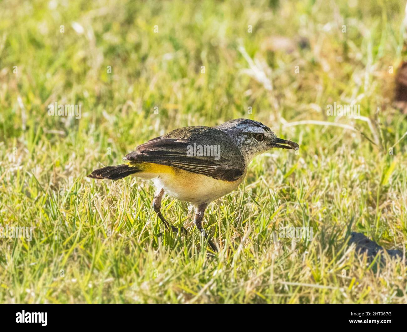 Yellow-rumped Thornbill (Acanthiza chrysorrhoa) with insect in its beak ...