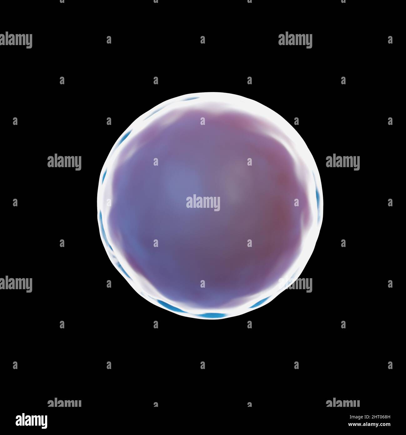 Fertilised egg cell, illustration Stock Photo - Alamy